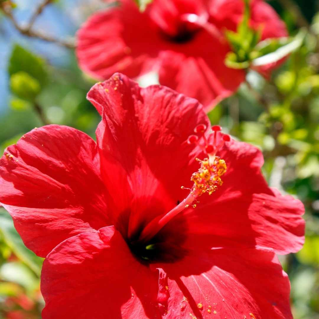 Herba untuk rambut yang sihat - Inaidamia